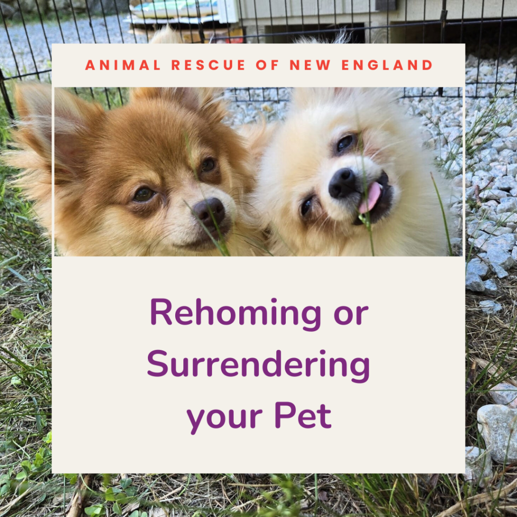 Rehoming or Surrendering your Pet - Animal Rescue of New England